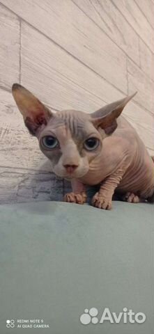 Канадский сфинкс котенок девочка