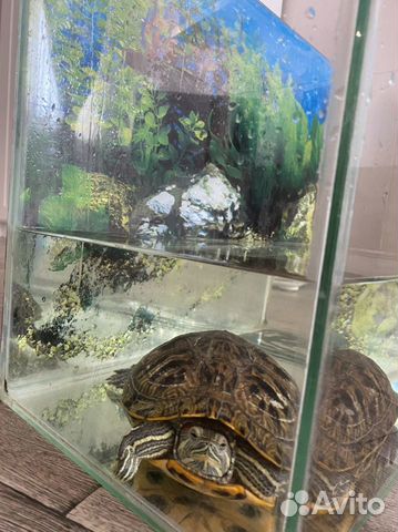 Красноухая черепаха с аквариумом и фильтром