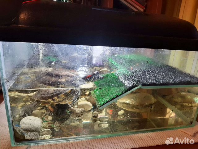 Красноухая черепаха с аквариумом