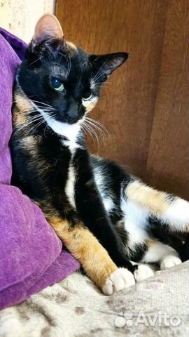 Кошечка с волшебными глазами