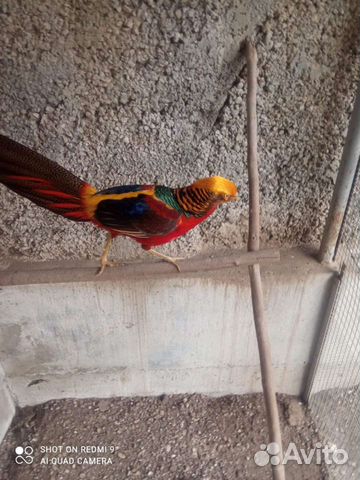 Золотой фазан