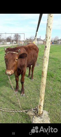 Телочка стельная