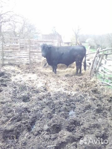 Быки абердин ангусы продажа