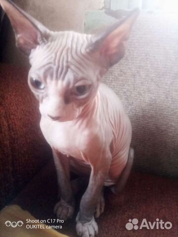 Канадский сфинкс