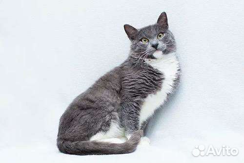 Котёнок 10 месяцев мальчик в добрые руки