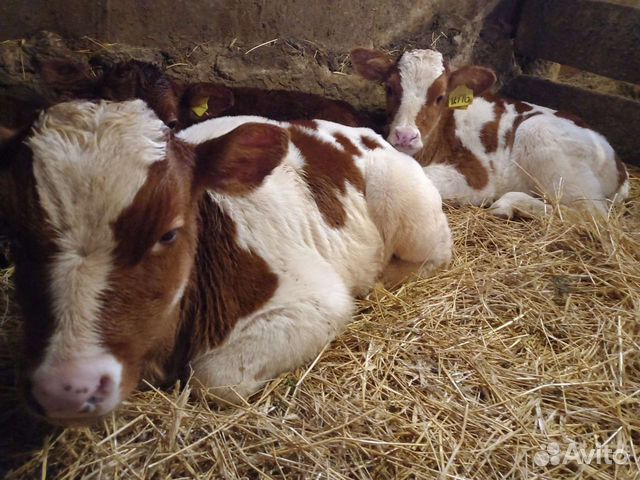 Телята телочки