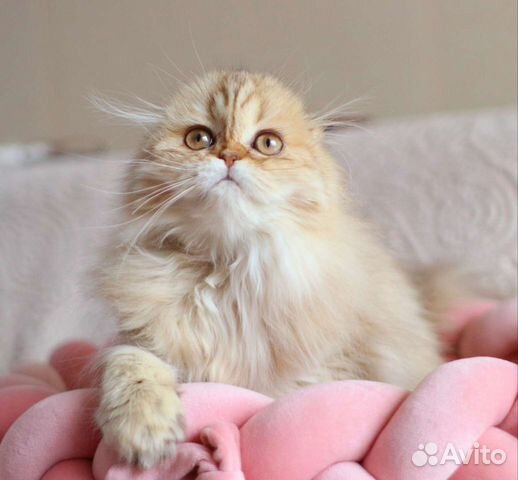 Роскошная девочка хайленд фолд редкого окраса