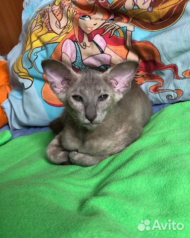 Ориентальные котята