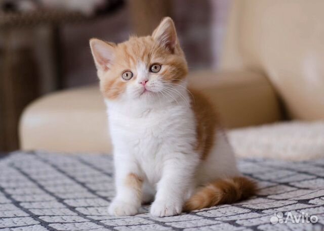Британский солнечный котенок