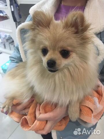 Шпиц найден