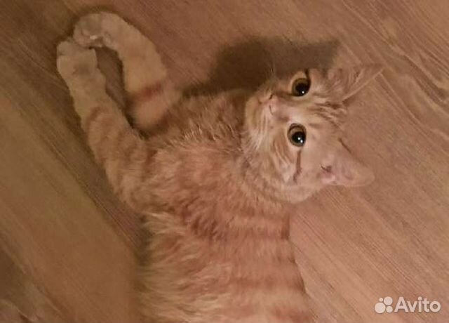 Рыжая кото-малышка в добрые руки