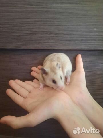 Серийский хомяк