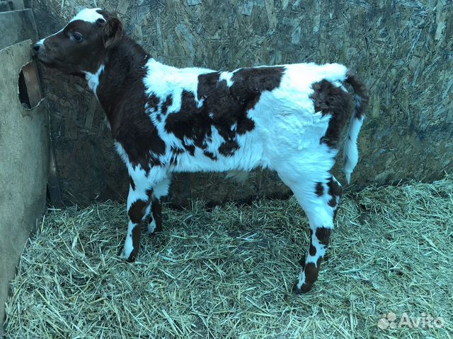 Бычки 3шт