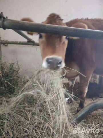 Тёлочка 5050 Джерси голштин