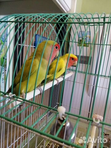 Попугай неразлучники