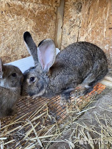 Кролики серый великан