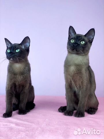 Бурманские котята из питомника Соболиные