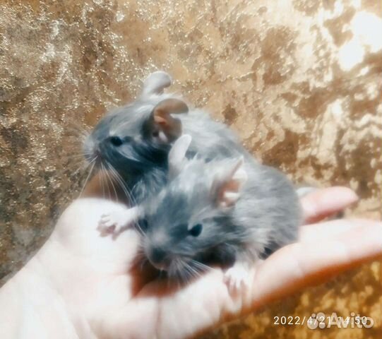 Цветные малыши дегу