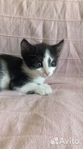 Котёнок мальчик