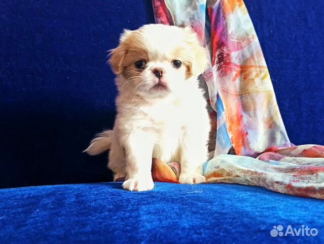 Щенки японский хин мальчик