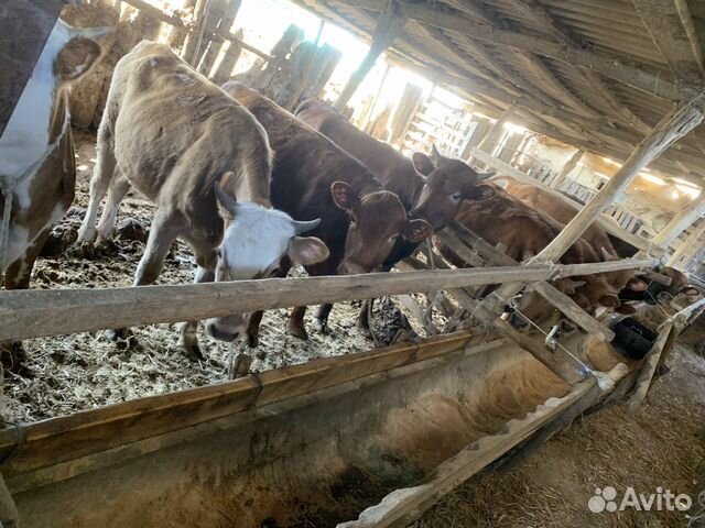 Телки с откорма