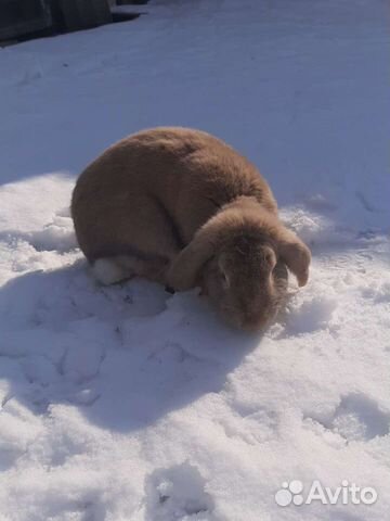 Французский баран