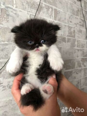 Скотиш килт лонг