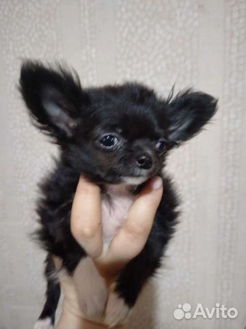 Чихуахуа мальчиш