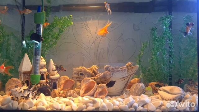 Аквариум с золотыми рыбками и телескопами