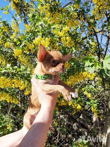 Чихуахуа mini мальчик