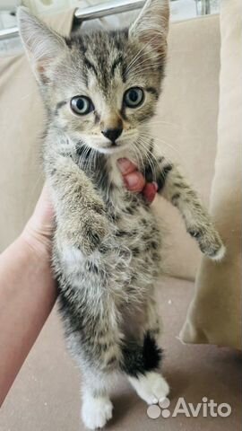 Котик