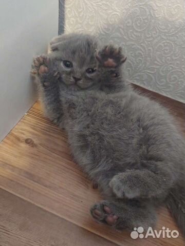Британский котенок
