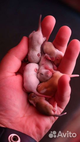 Монгольская песчанка