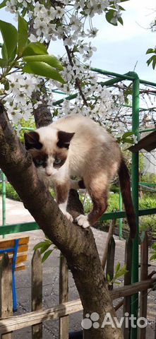 Отдам в хорошие руки Симку. Сиамский котик