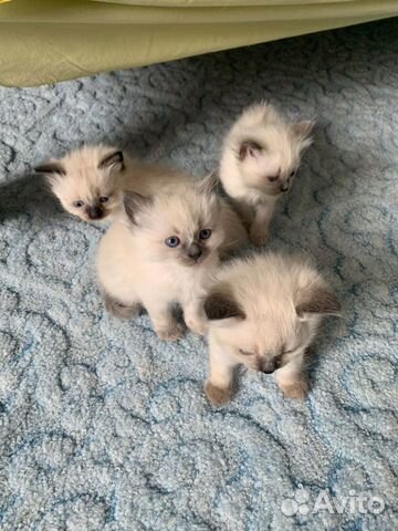 Котята регдолл