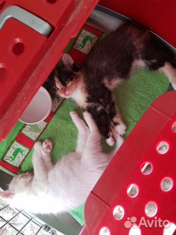 Котята Буся и Сонечка ищут дом