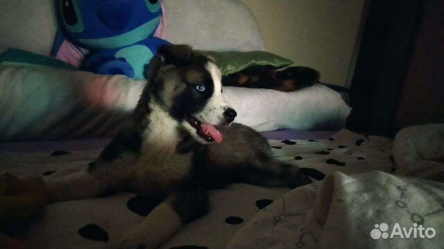 Помесь акита ину с хаски