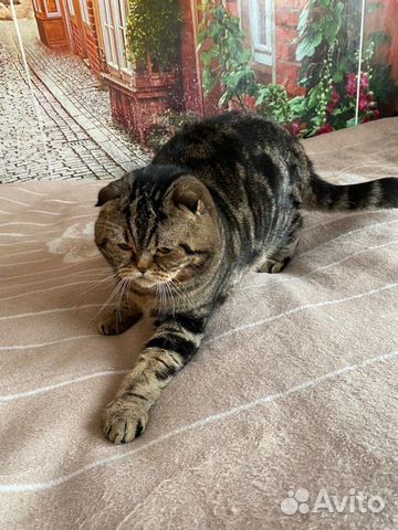 Шотландская