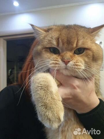 Золотой сын британского мощного отца