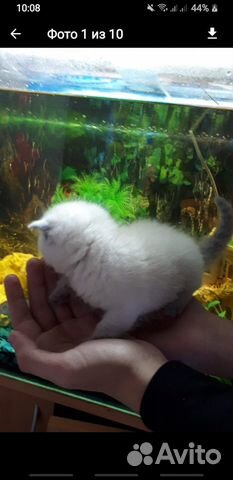 Шотландские плюшевые котята