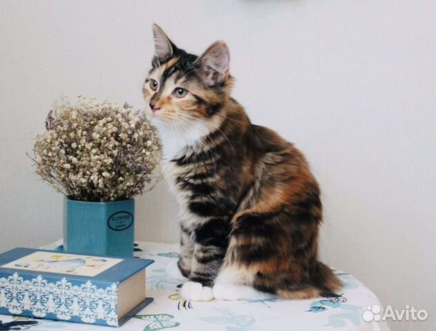 Котенок Кошечка курильский бобтейл