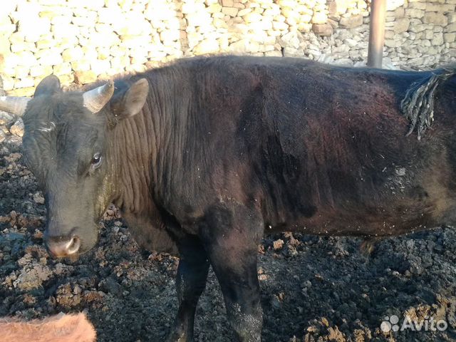 Телята, бычки, тёлки от 4 месяцев