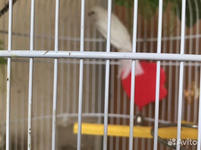 Кенорь с клеткой