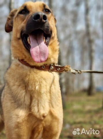 Ты берешь породистого, а он умирает