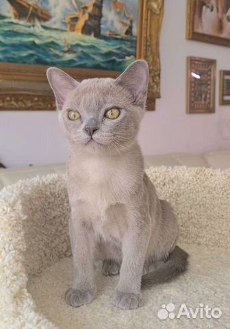 Американская бурма 3 месяца