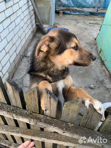 Собака в добрые руки отдам бесплатно