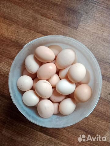 Инкубационное яйцо куриное