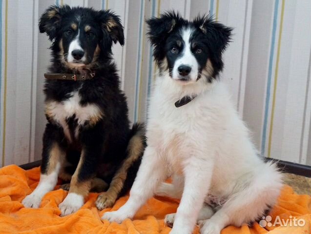 Шикарные щенки-подростки ждут хозяев