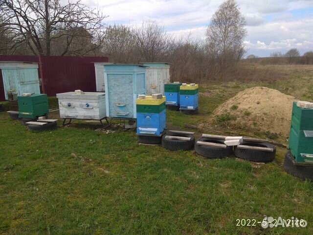 Пчелы, пчелопакеты