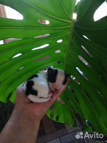 Папийон (papillon). Элитные щенки